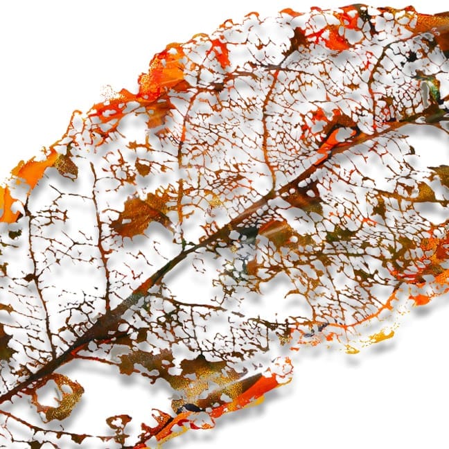 Buy 'Mahoe Leaf' steel wall sculpture | The Art Precinct