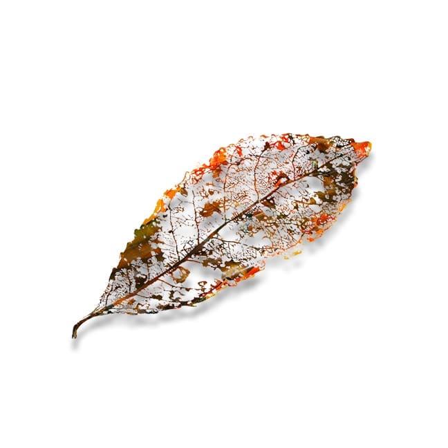 Buy 'Mahoe Leaf' steel wall sculpture | The Art Precinct